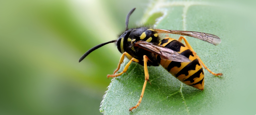 Pest Control for Wasp | Wasp Nest Removal & Treatment | Ecotech, New ...